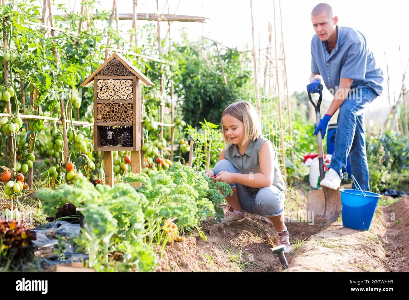 Little girl hilling kales Stock Photo - Alamy