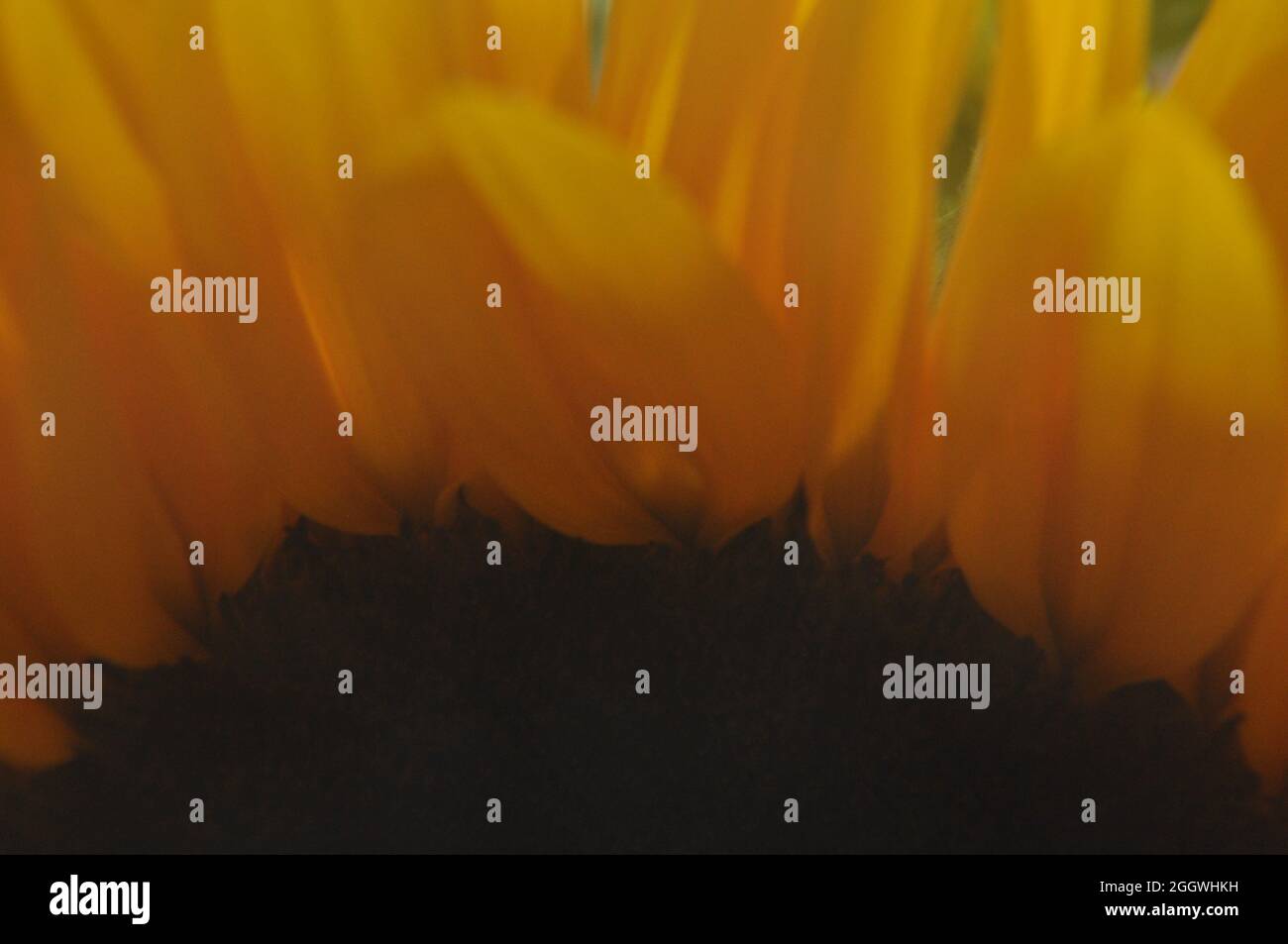 Abstract close up of sunflower taken using natural light from a nearby ...