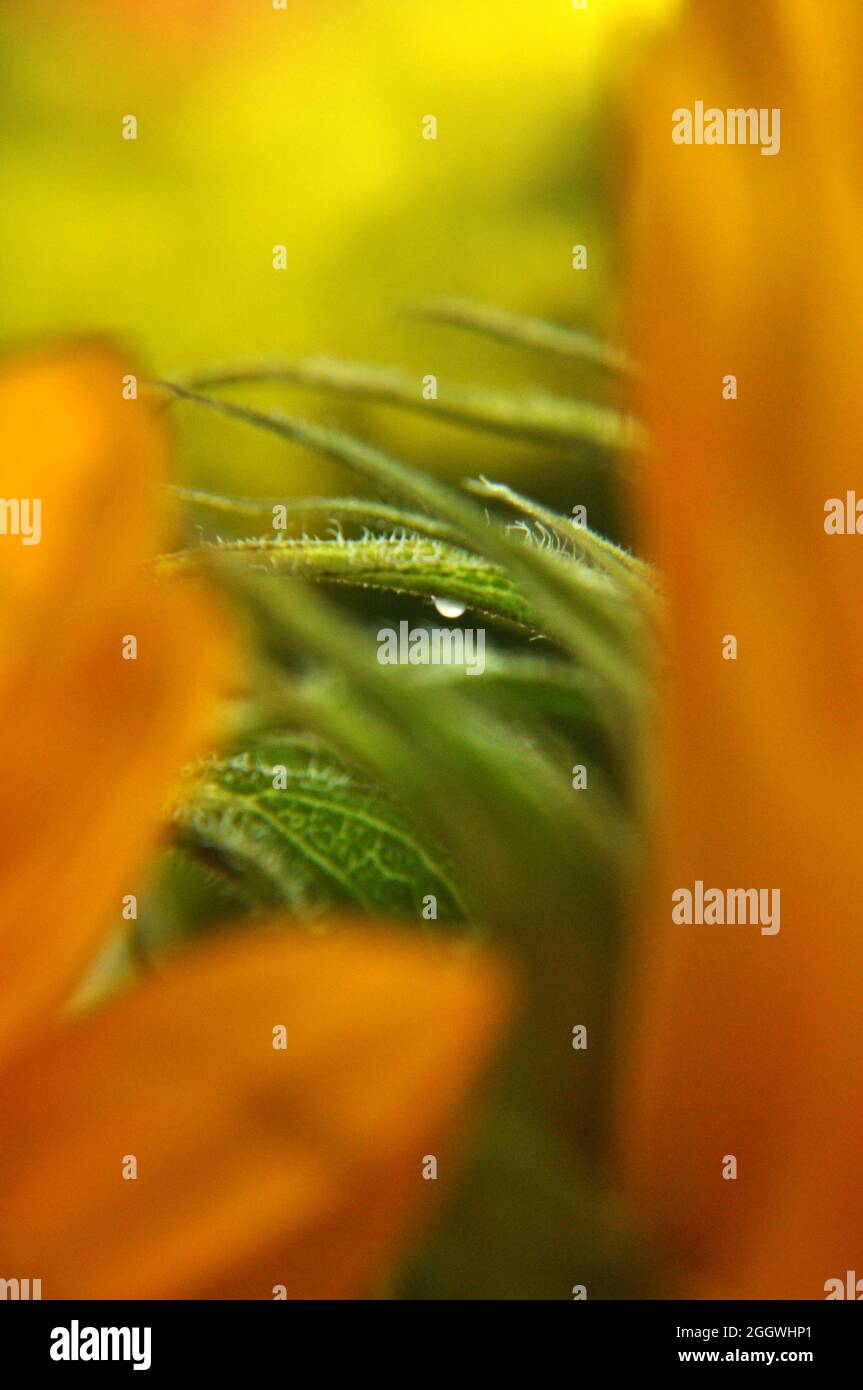 Abstract close up of sunflower taken using natural light from a nearby ...