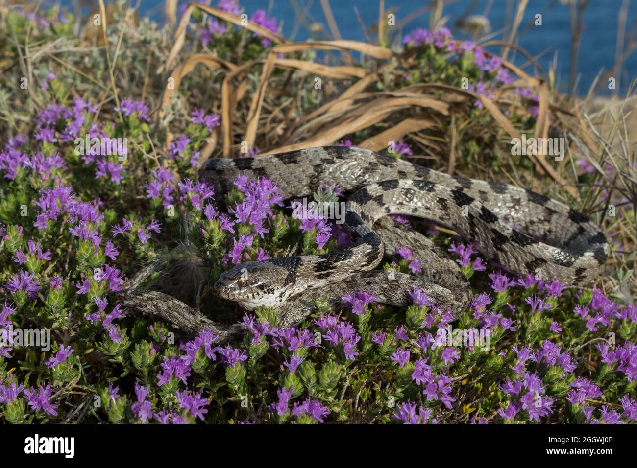 A European Cat Snake, or Soosan Snake, Telescopus fallax, curled up on ...