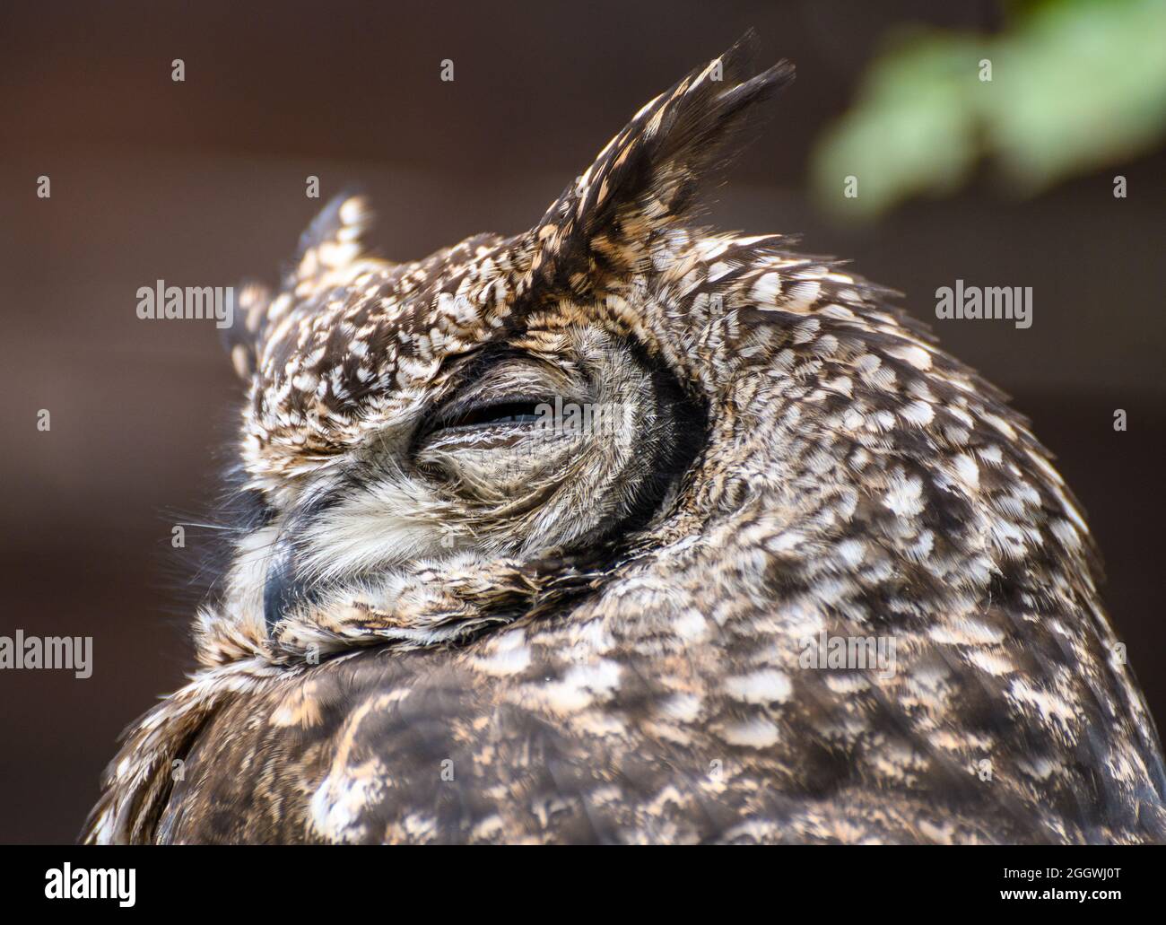 A portrait of an African Spotted Eagle Owl Stock Photo - Alamy