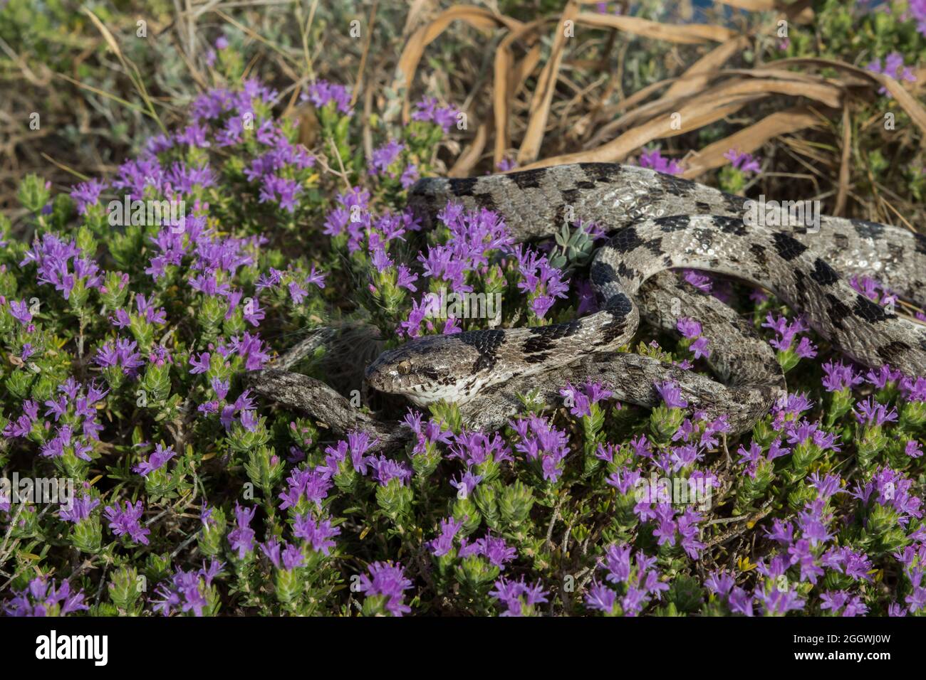 A European Cat Snake, or Soosan Snake, Telescopus fallax, curled up on ...