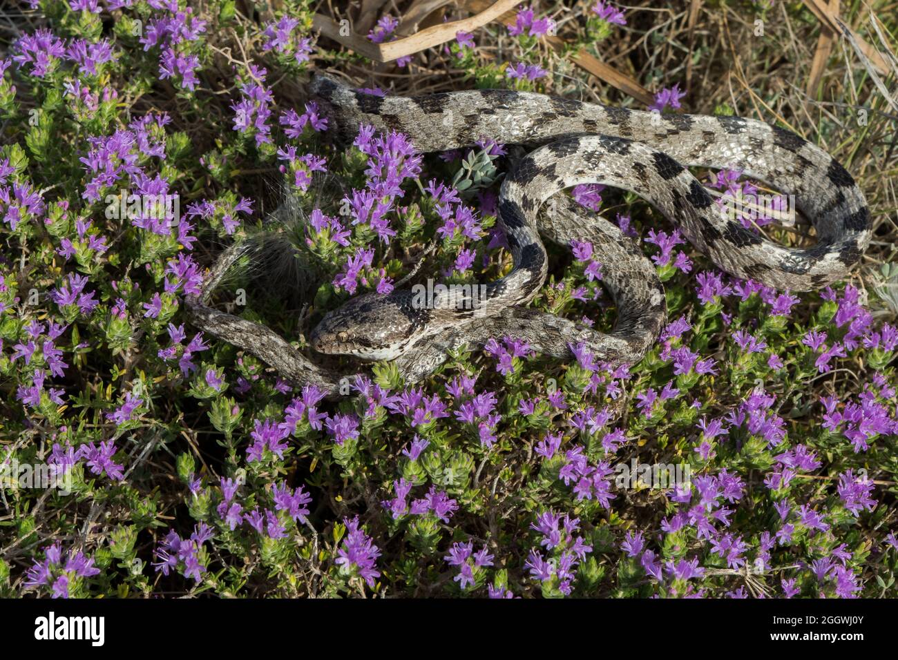 A European Cat Snake, or Soosan Snake, Telescopus fallax, curled up on ...