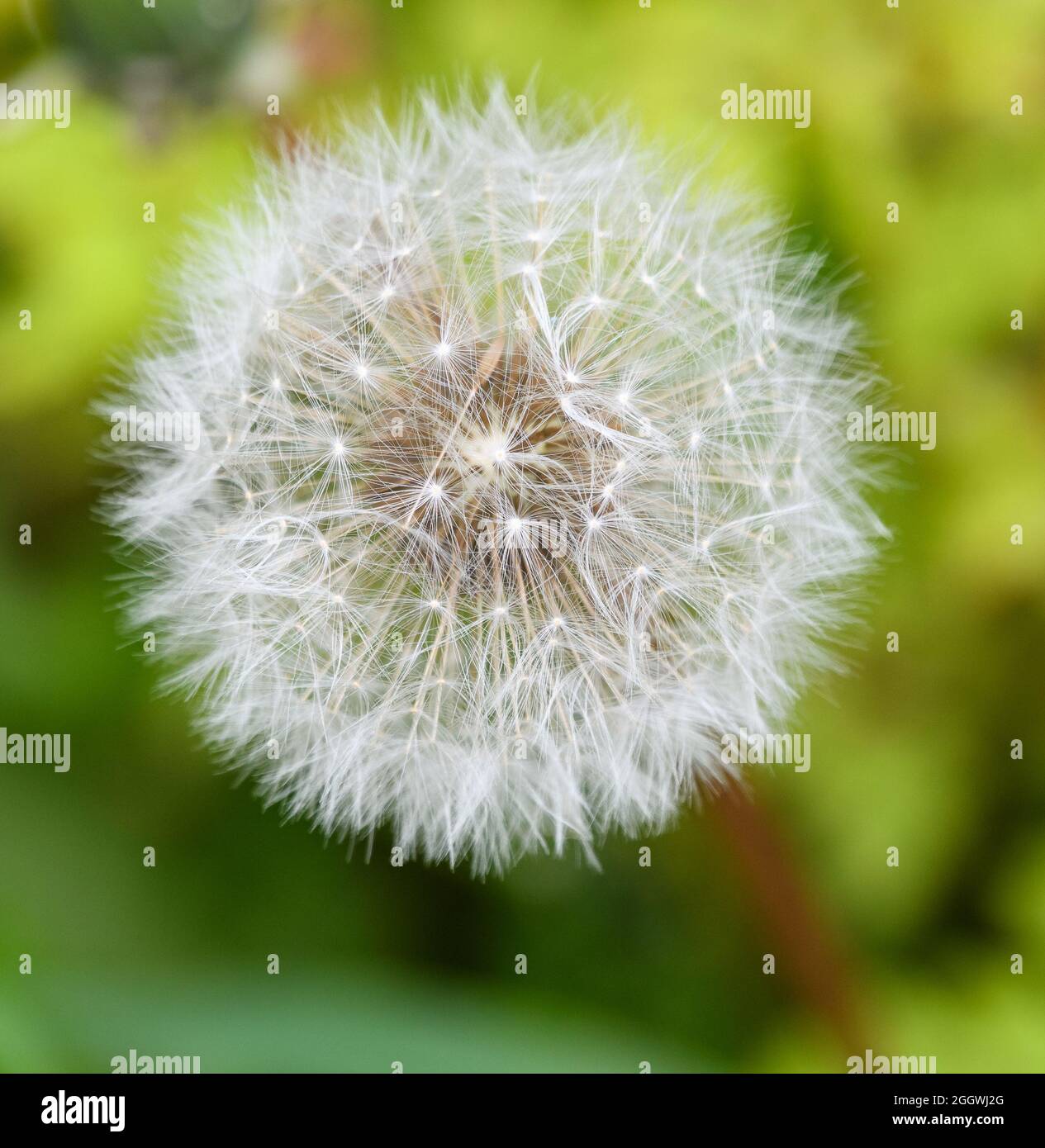A close up photo of a Dandelion flower head in seed Stock Photo - Alamy