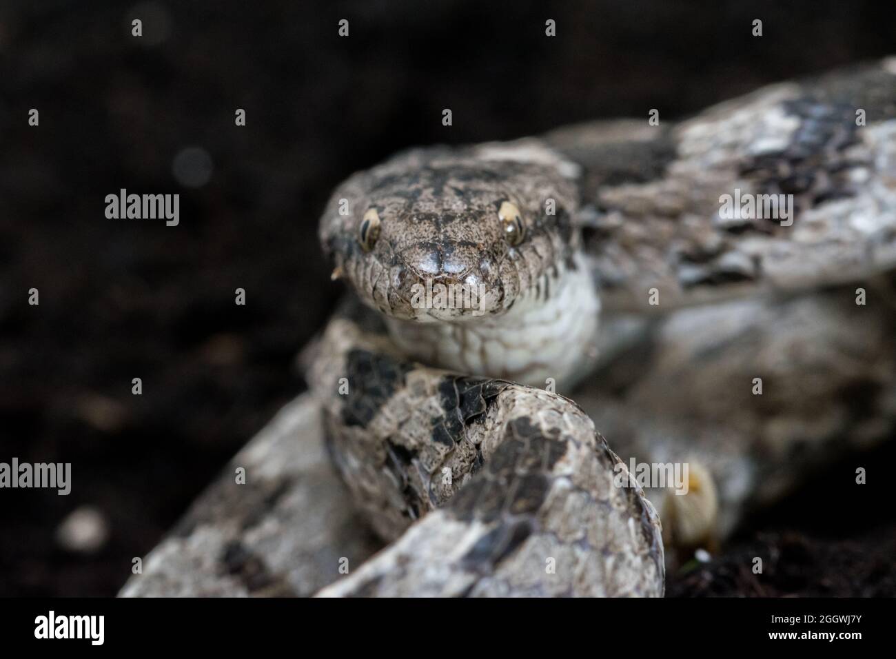A European Cat Snake, or Soosan Snake, Telescopus fallax, curled up and ...