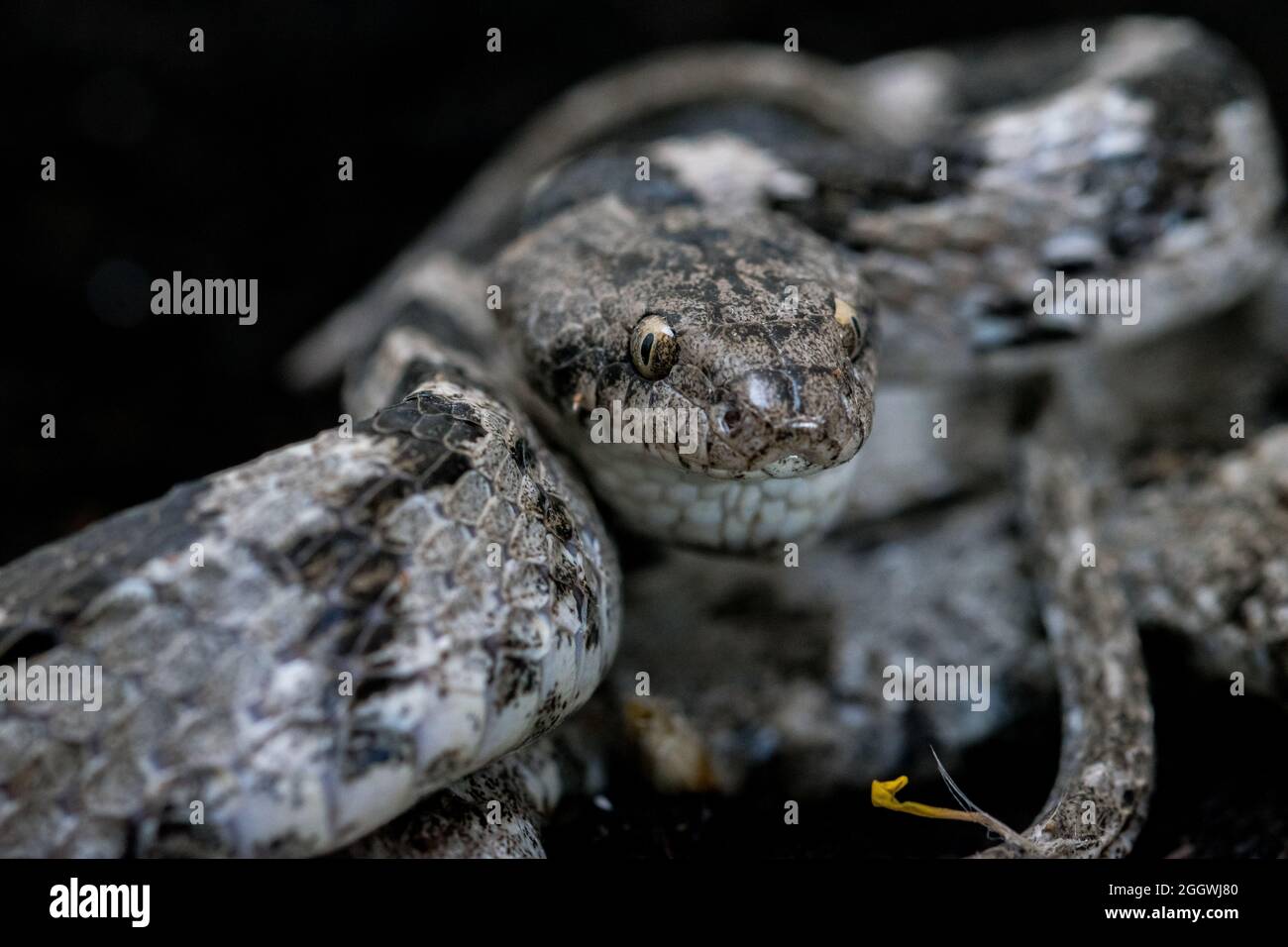Grey cat snake hi-res stock photography and images - Alamy