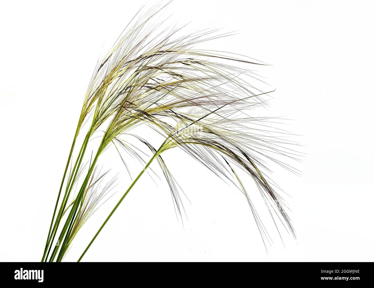 Stipa capillata plant white background Stock Photo - Alamy