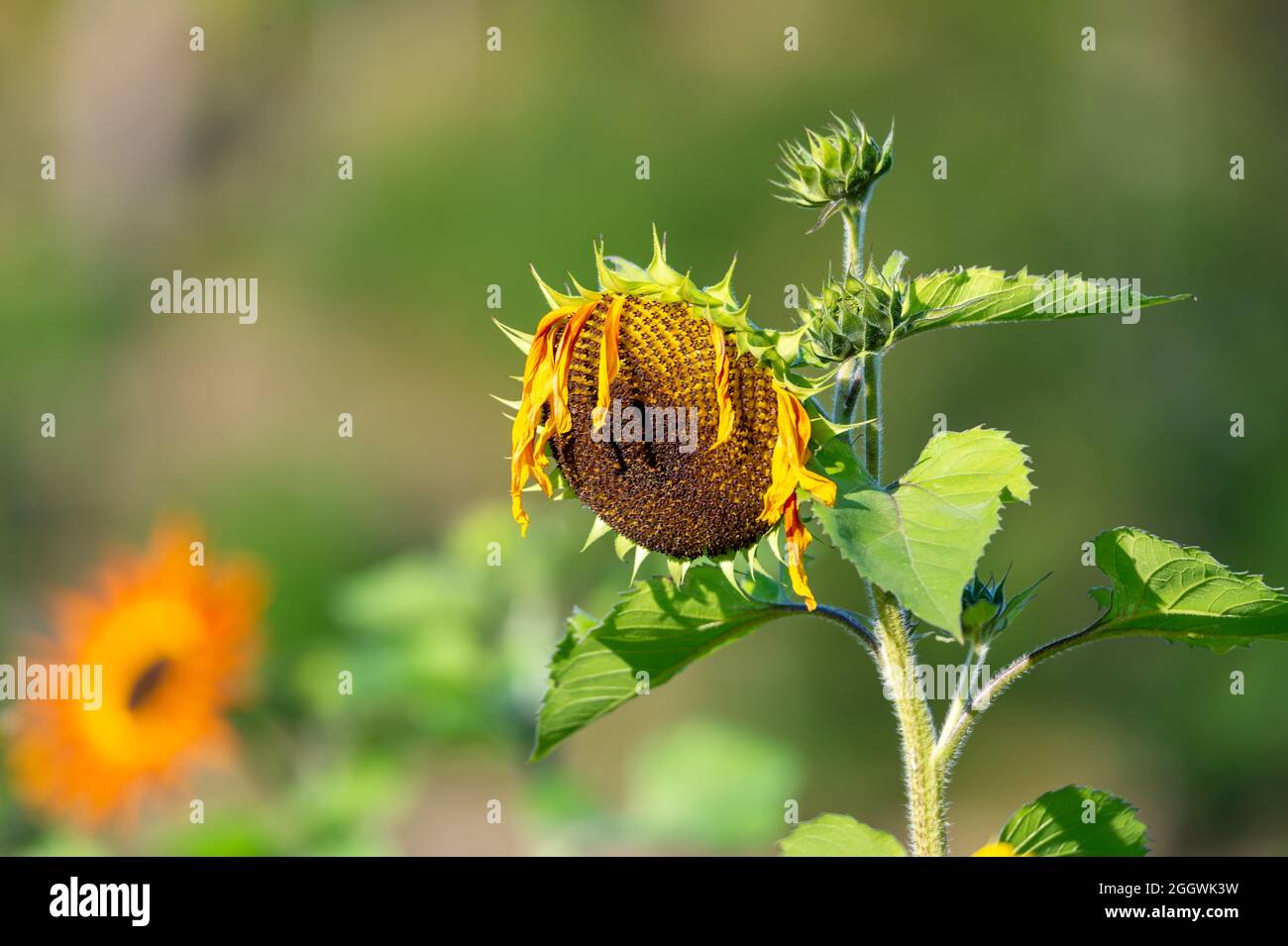 Beautiful faded sunflower in sunshine Stock Photo - Alamy
