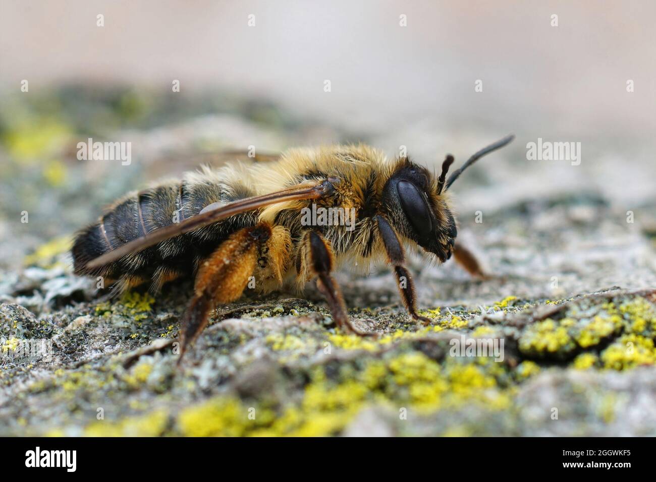 Closeup on a female of the rather large Buffish mining bee, Andrena ...