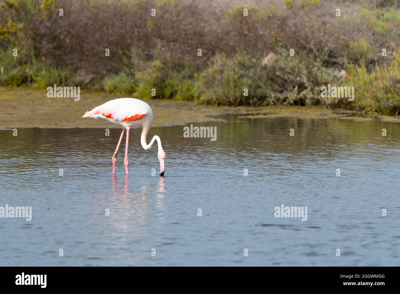 Closeup of a flamingo looking for food in the water Stock Photo - Alamy