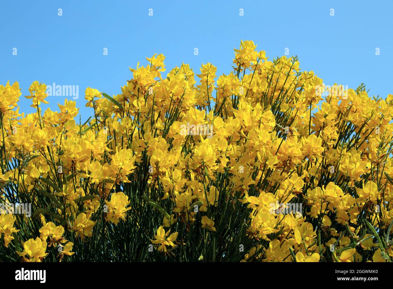 Yellow broom flowers hi-res stock photography and images - Alamy