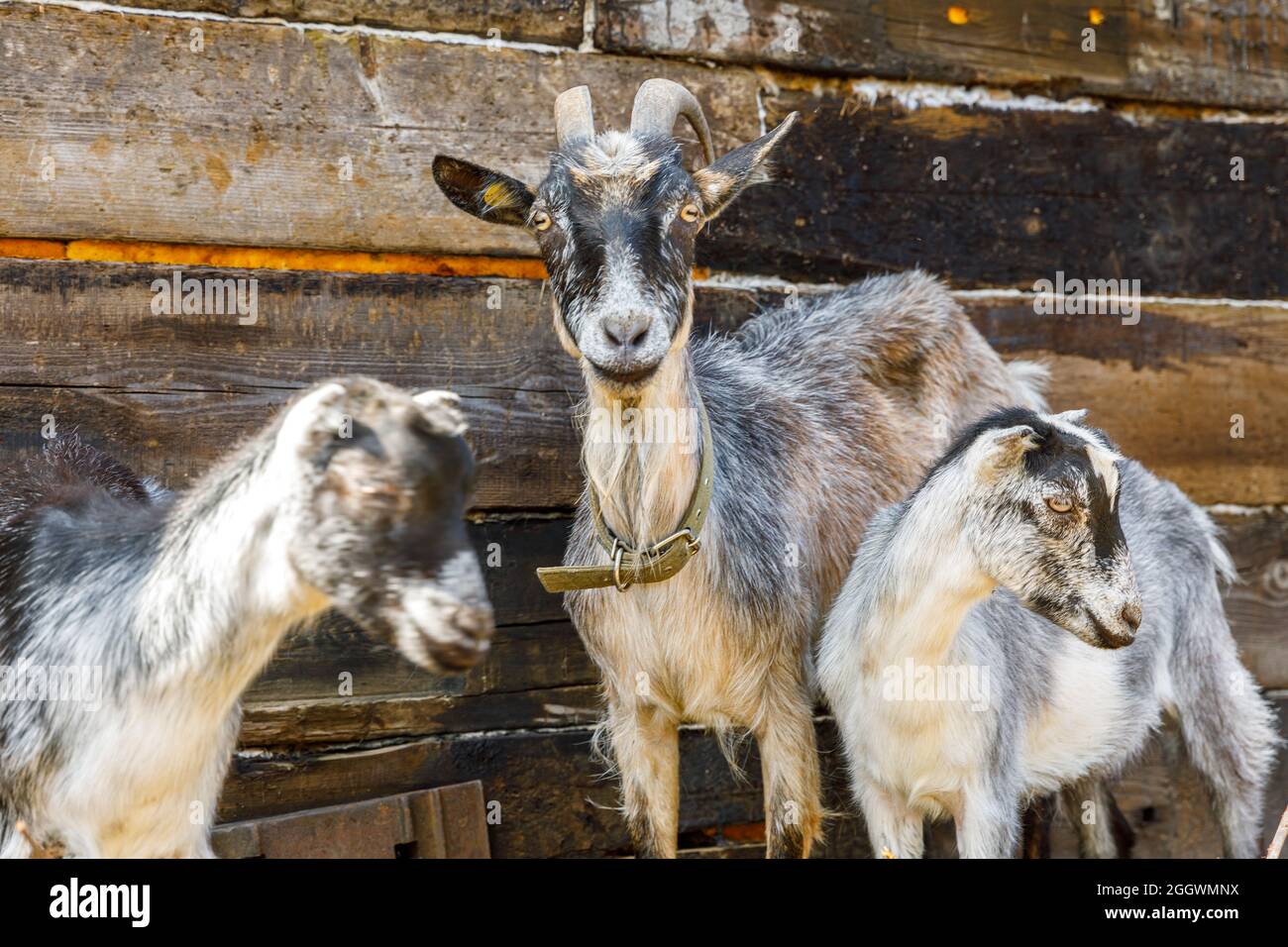 Modern animal livestock. Cute goat relaxing in yard on farm in summer ...