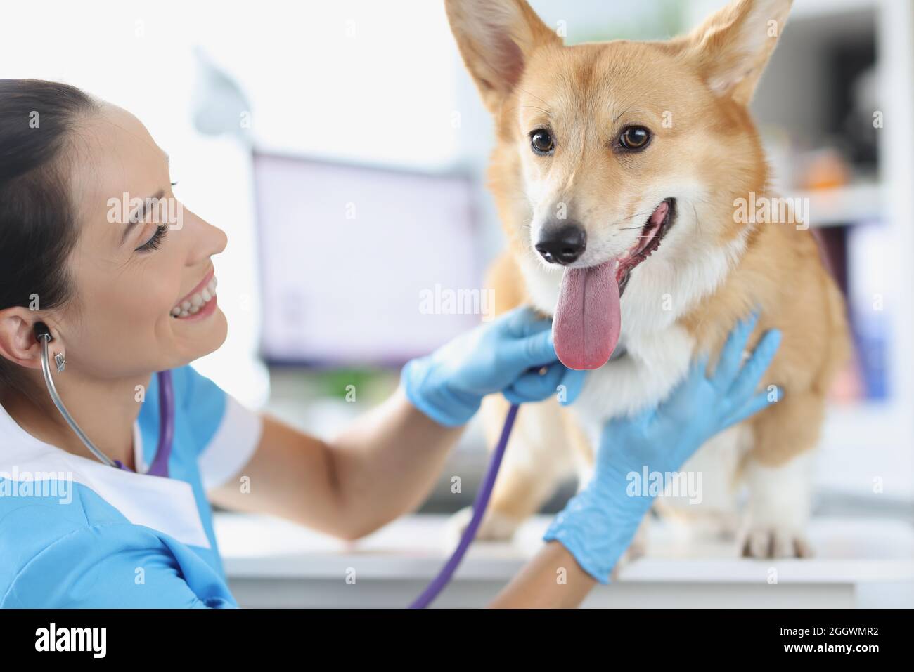 Veterinarian listening to dog with stethoscope in clinic Stock Photo ...