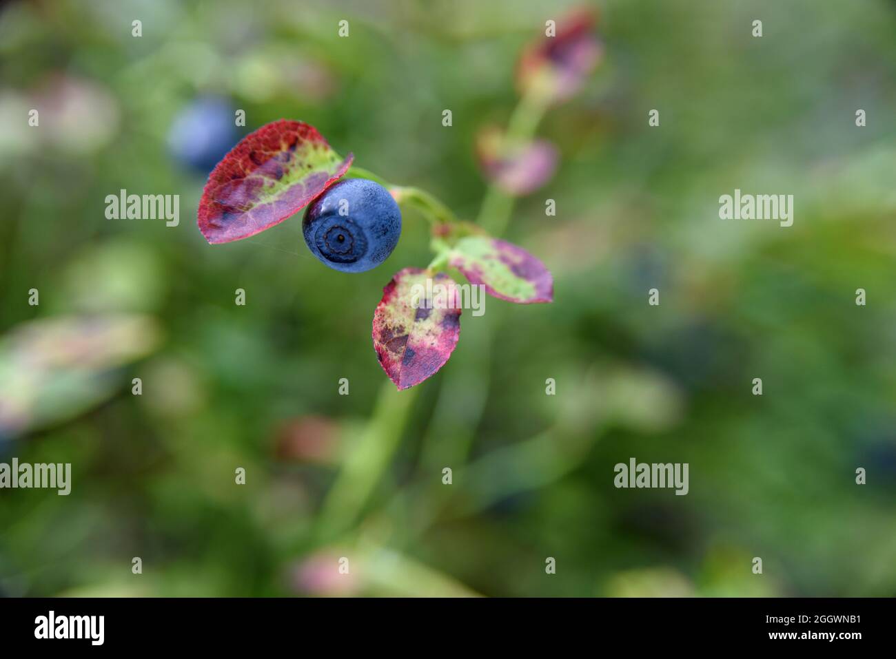 Growing blueberry on bush in forest Stock Photo - Alamy