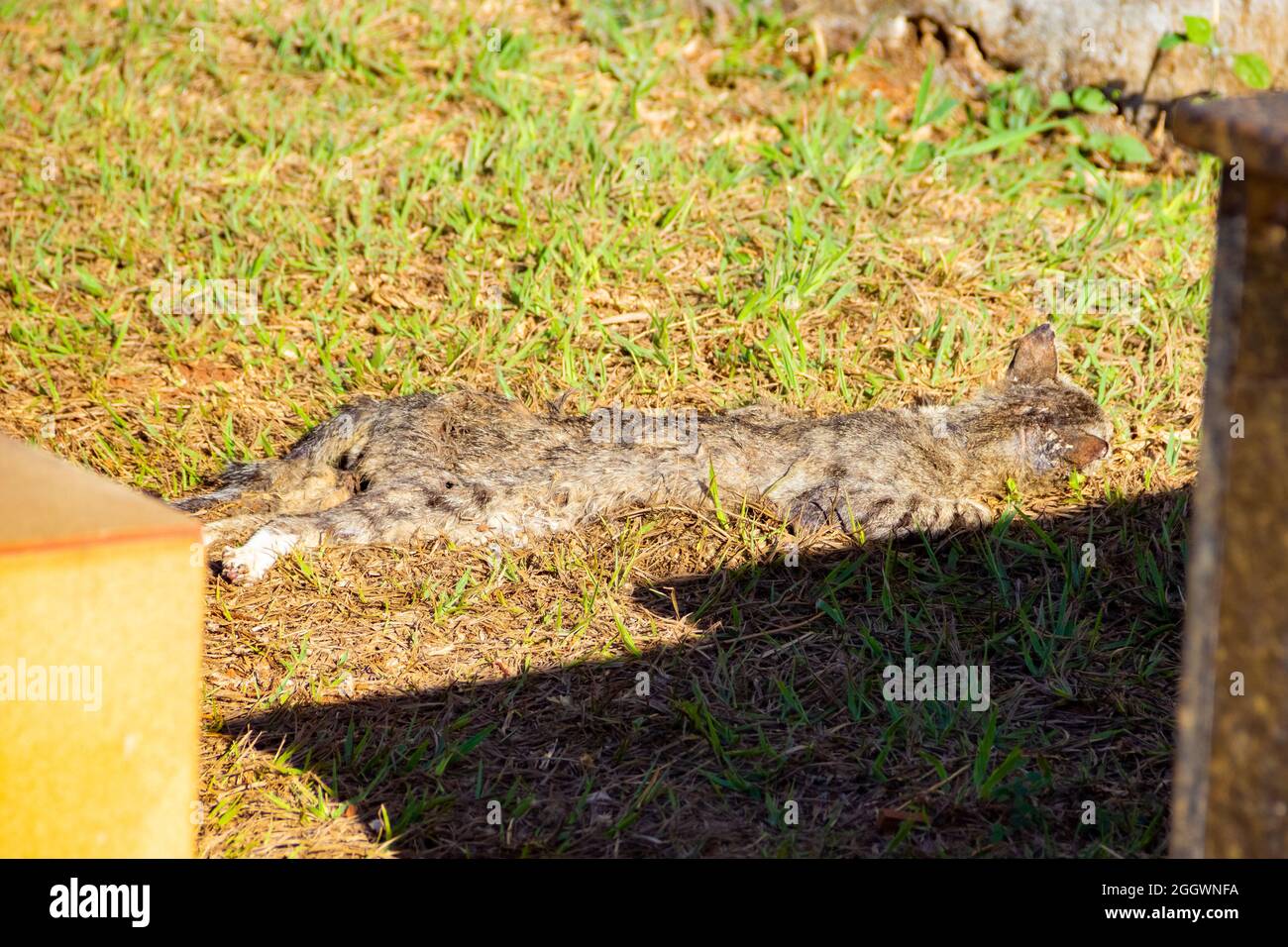 Wildlife in abandoned city hi-res stock photography and images - Alamy