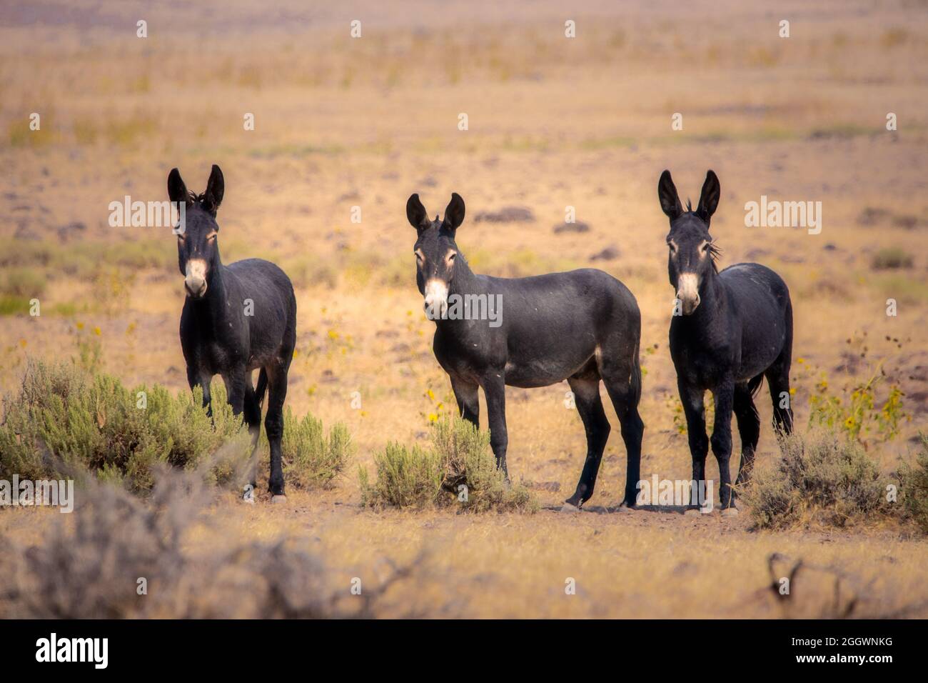 This image captures 3 burros in the area known as the Smoke Creek ...