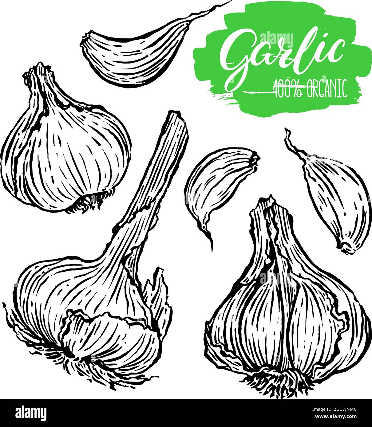set of Garlic on a white background. hand-drawn illustration Stock ...