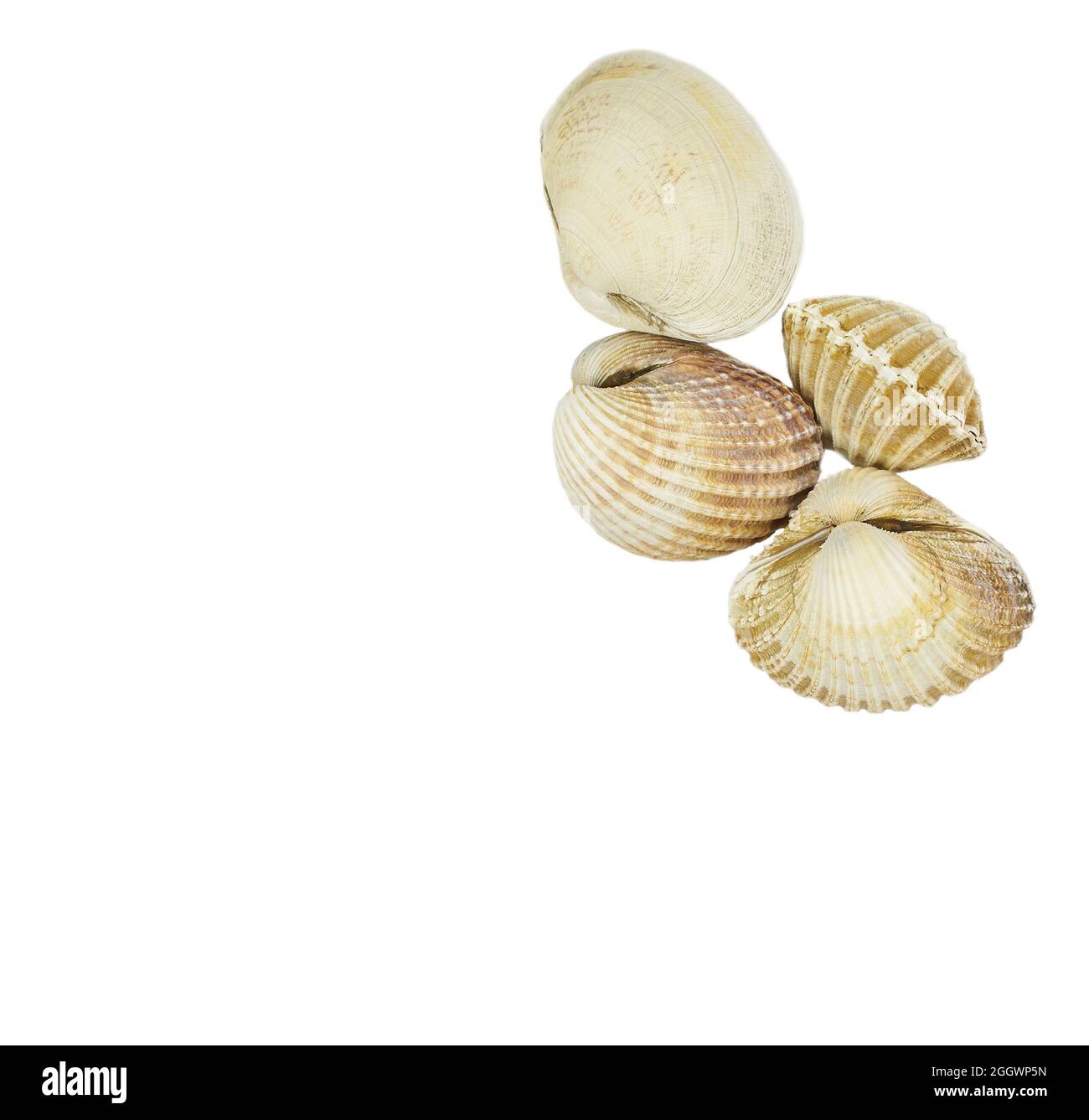 Sea shells isolated on white background. Shell, Seashell or Conch ...