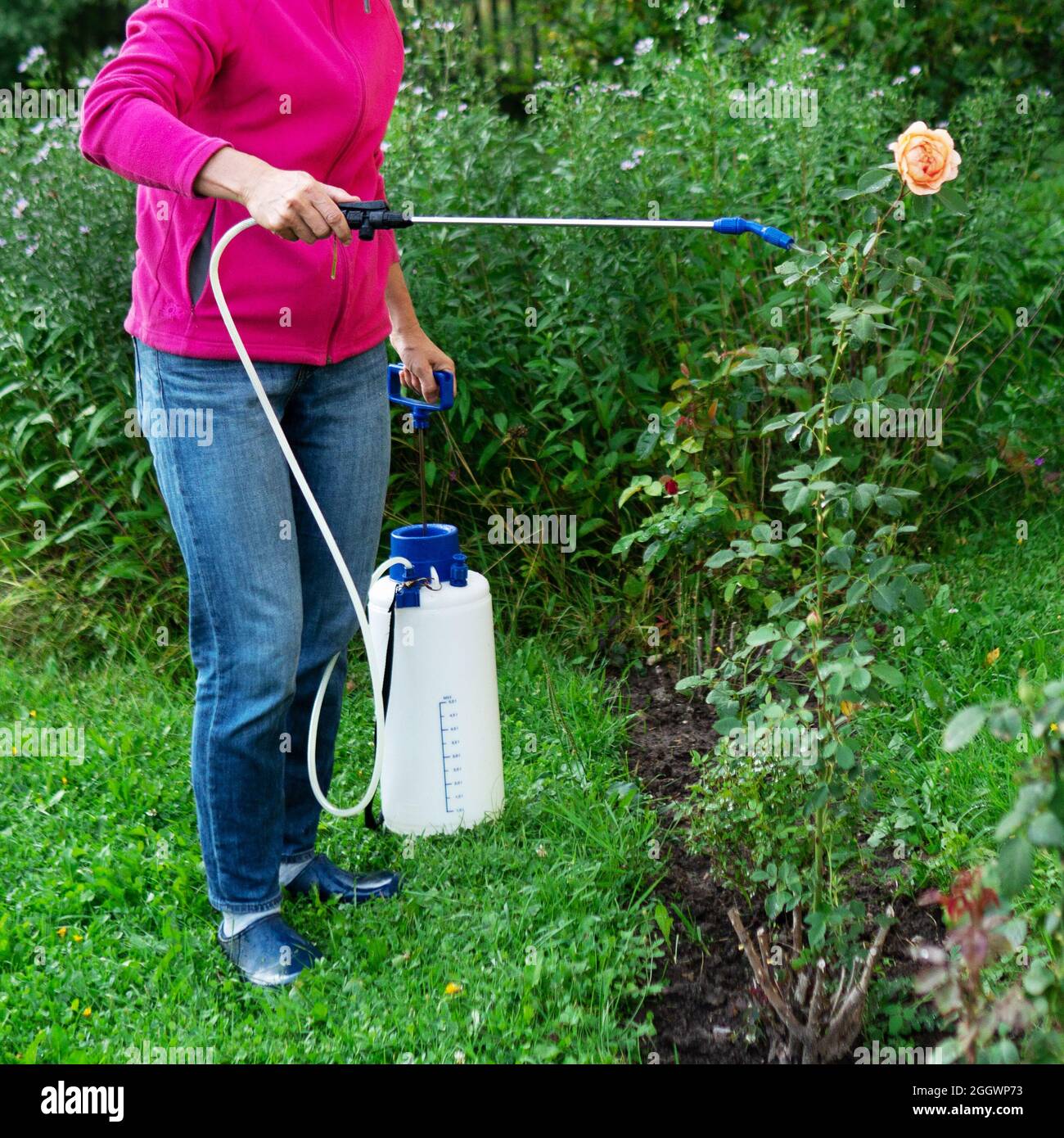 Rose fertilizer woman hi-res stock photography and images - Alamy