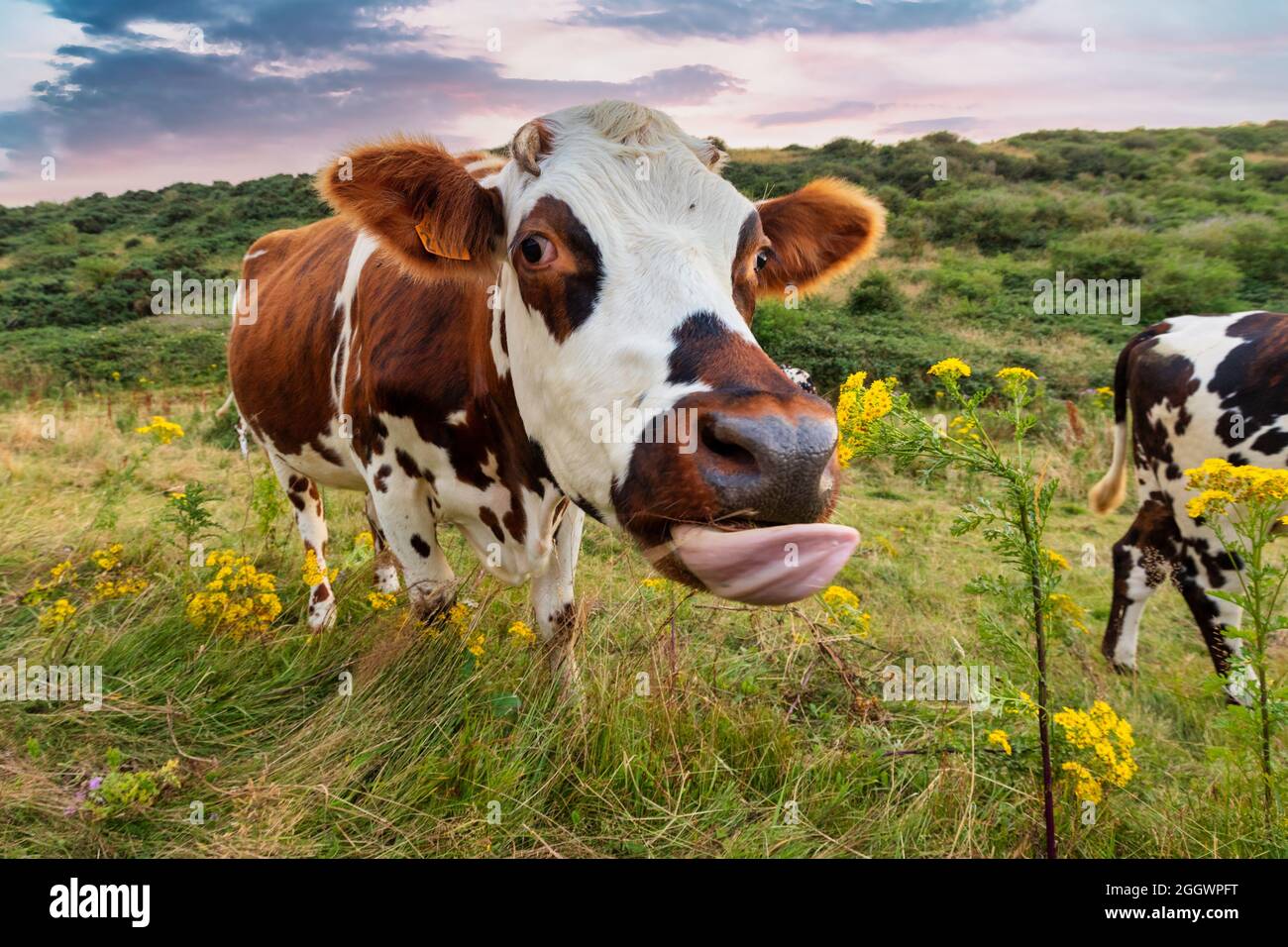 Cow sticking out its tongue hi-res stock photography and images - Alamy