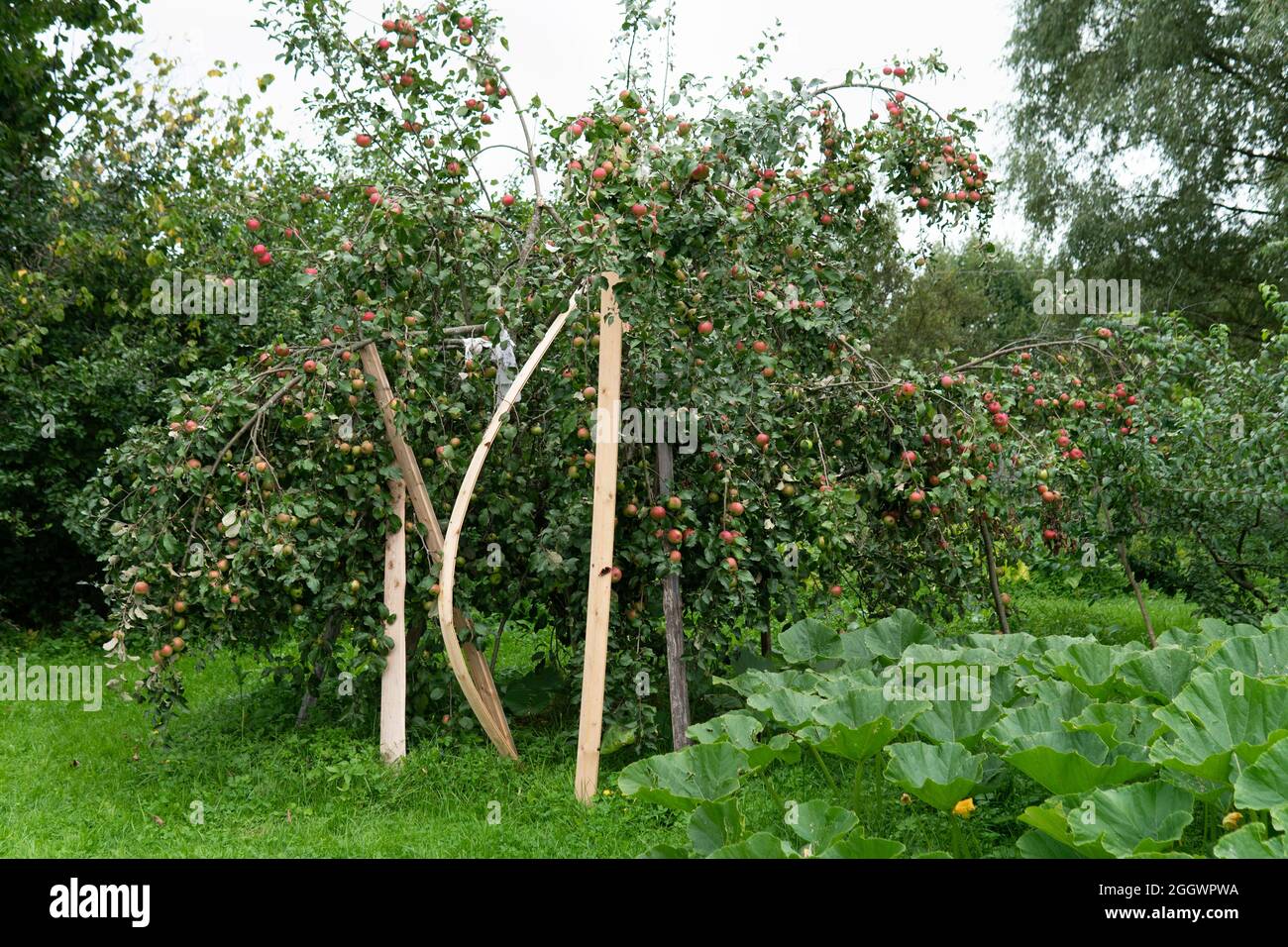 Apple tree in the garden bent under the heavy weight of a large number ...