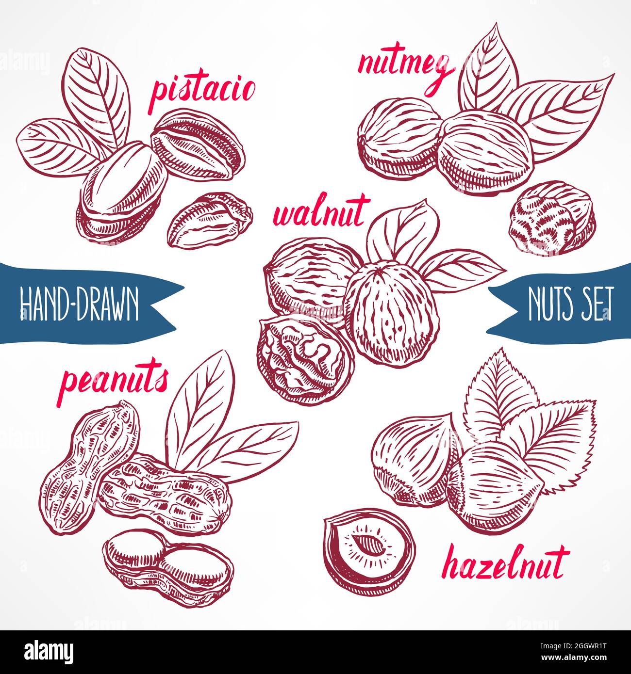 set with a different nuts. hand-drawn illustration Stock Vector Image ...