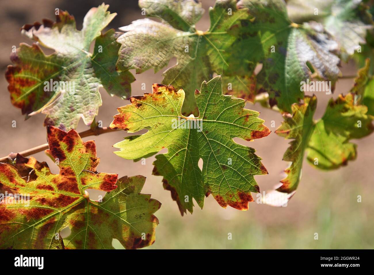 Grape leaves on the grapevine turning brown at the L.A. Cetto winery ...