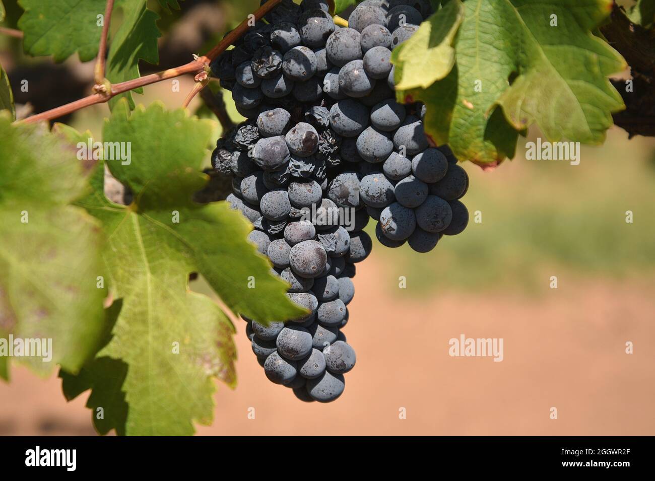Black Muscat grape on the grapevine at the L.A. Cetto winery vineyards ...