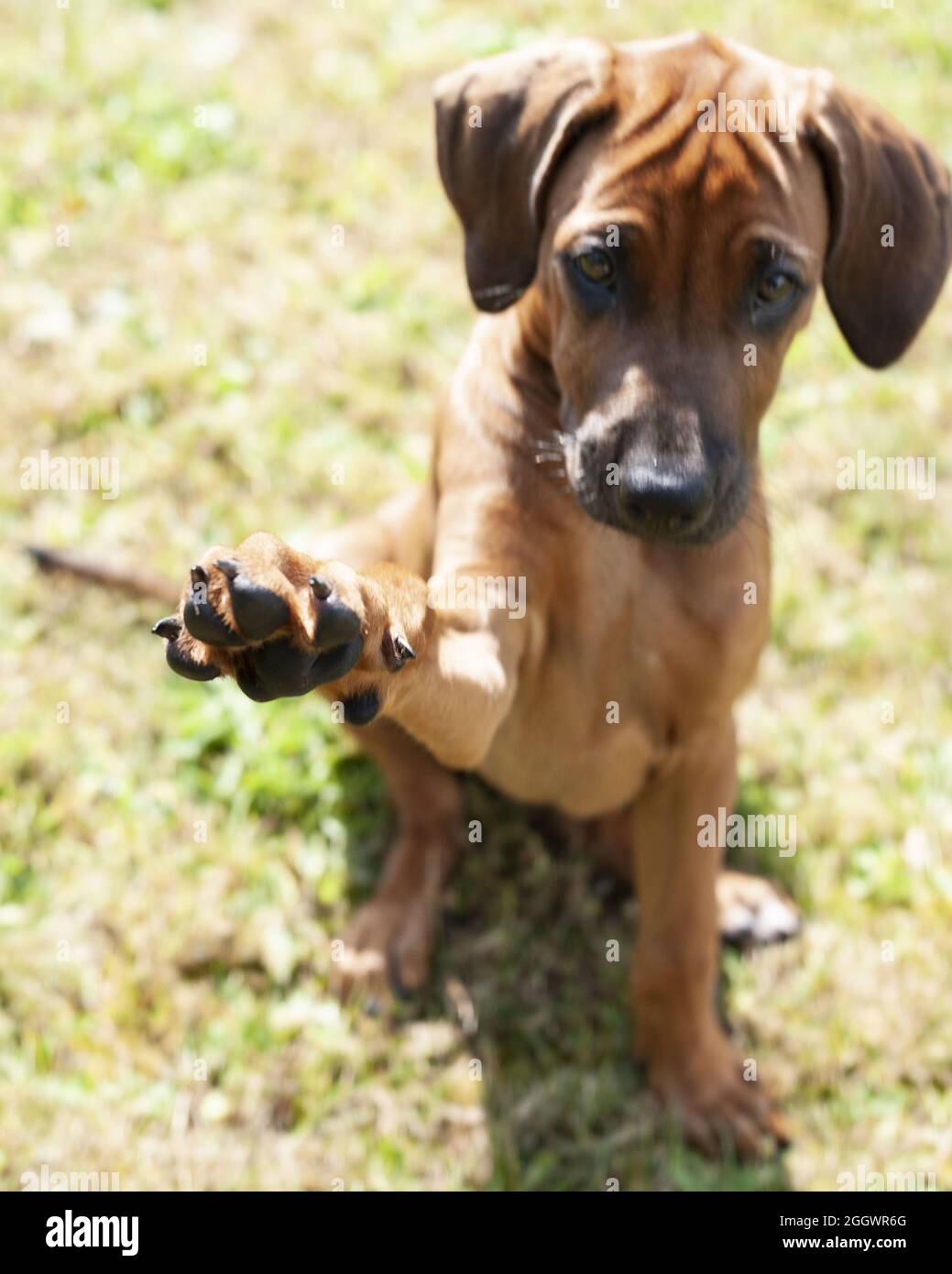 Handing with paw hi-res stock photography and images - Alamy