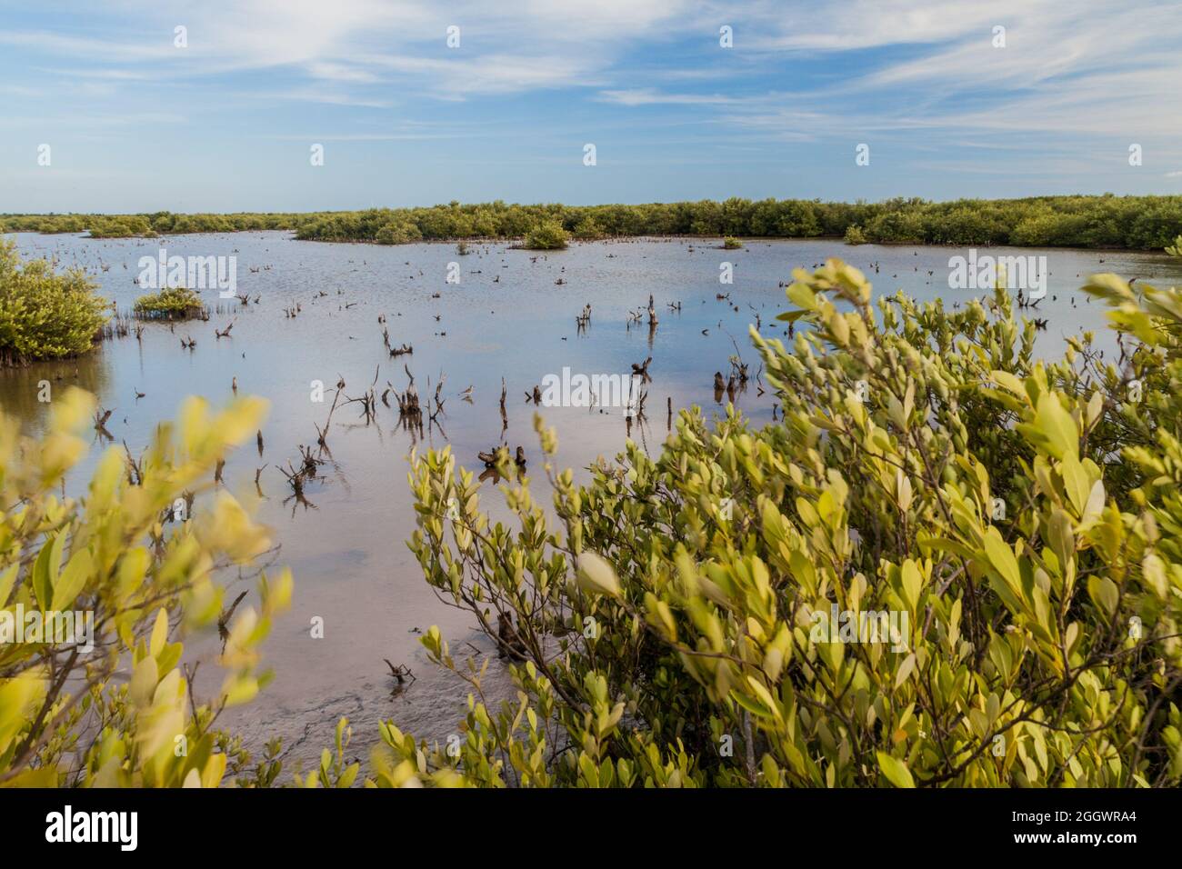 Cuba marsh hi-res stock photography and images - Alamy