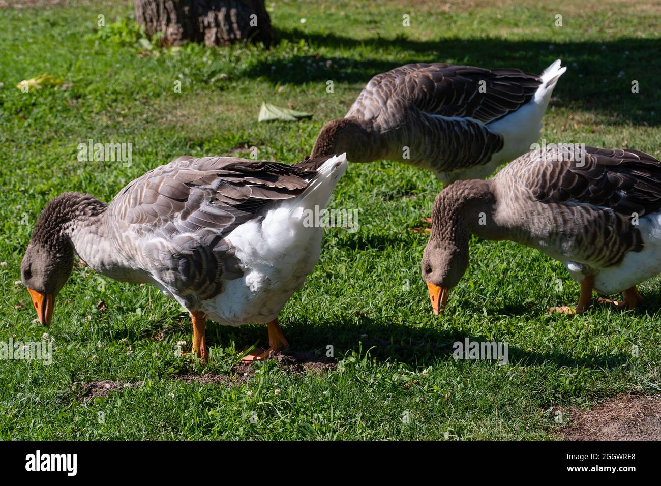 Group of gray geese grazing in the green field - wildlife Stock Photo ...