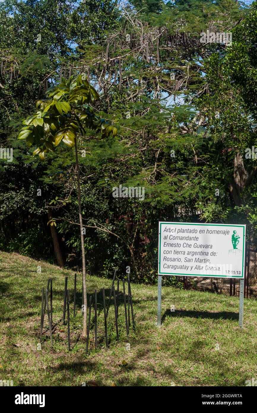 Tree planted as a homage of Che Guevara with a soil from Argentina in ...