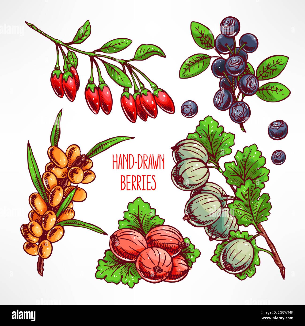 set with different ripe berries and leaves. hand-drawn illustration ...