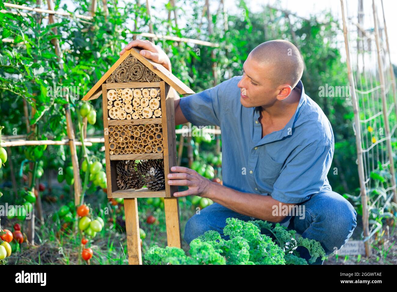 Man and insect hotel Stock Photo - Alamy