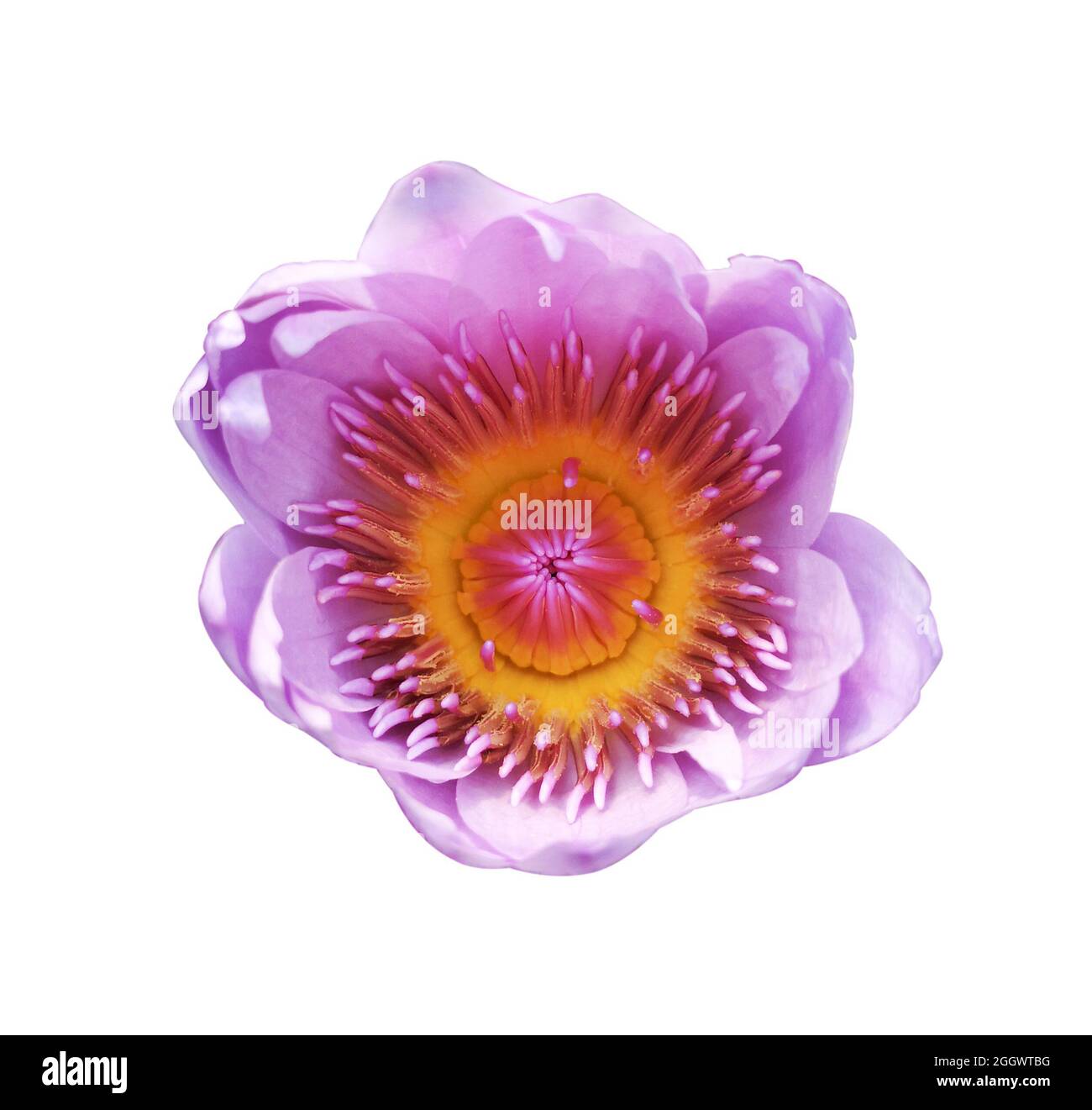 Purple lotus flower top view Cut Out Stock Images & Pictures - Alamy