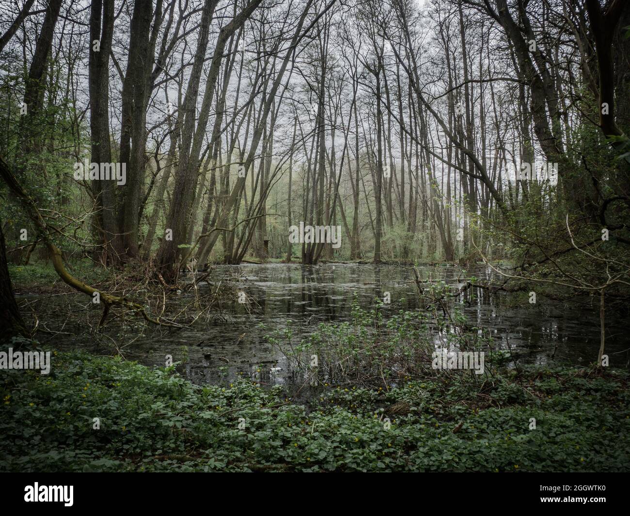 Deep swamp with unique atmosphere and fog beneath the trees Stock Photo ...