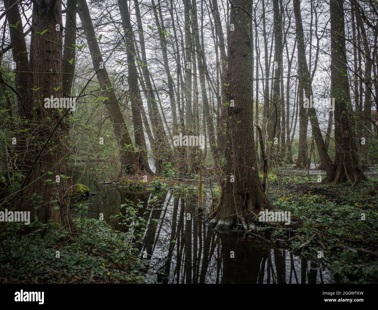 Deep swamp with unique atmosphere and fog beneath the trees Stock Photo ...