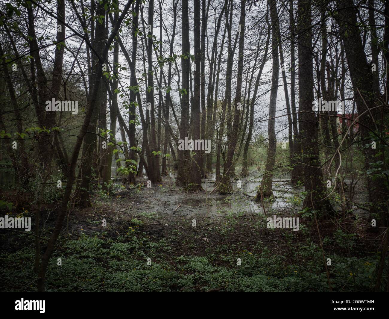 Deep swamp with unique atmosphere and fog beneath the trees Stock Photo ...