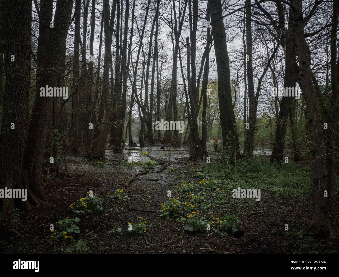 Deep swamp with unique atmosphere and fog beneath the trees Stock Photo ...