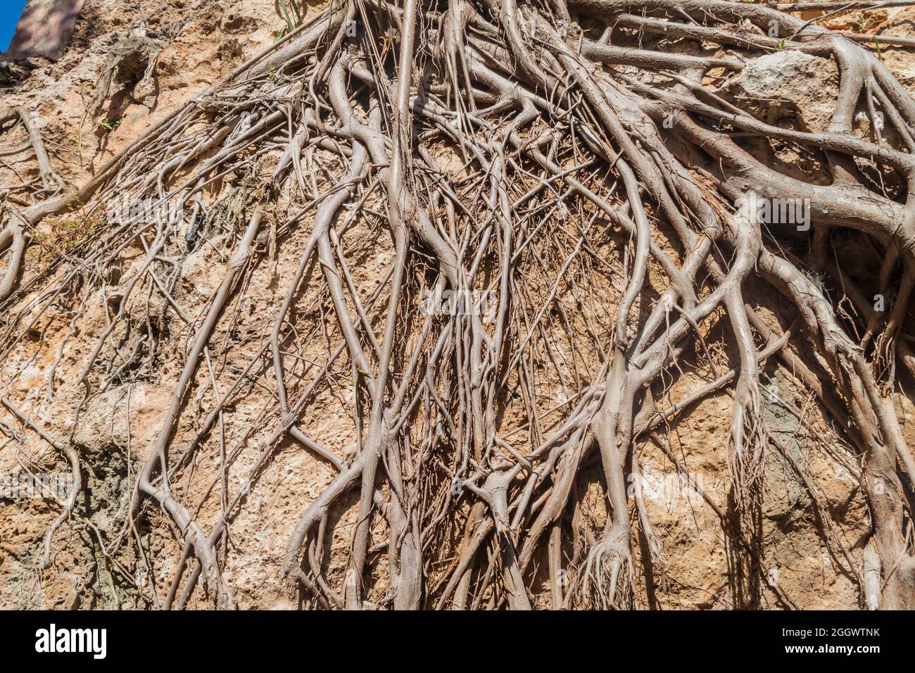 Tree roots at the flat rock Stock Photo - Alamy