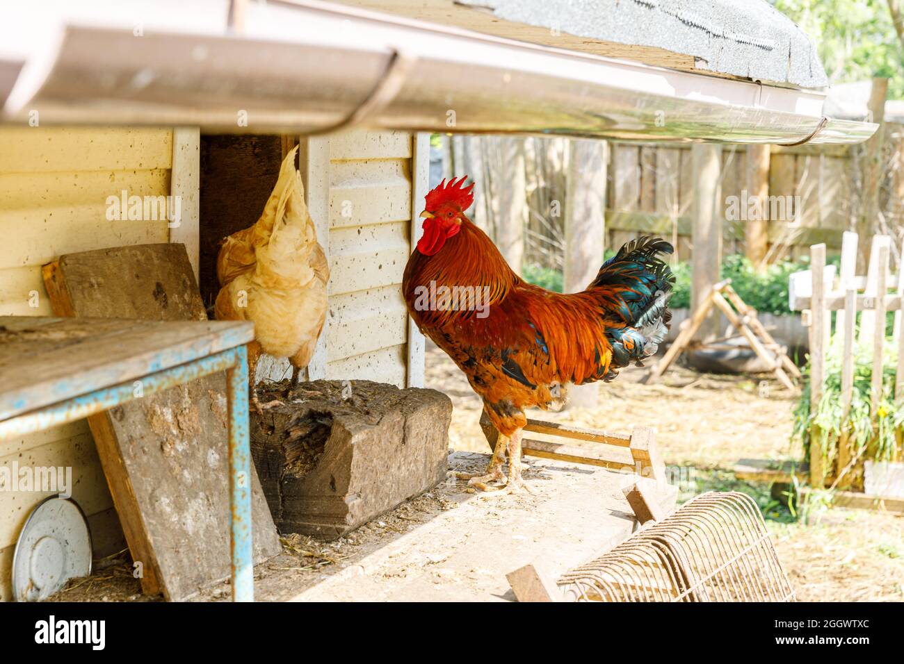 Free range chicken on organic animal farm freely grazing in yard on ...