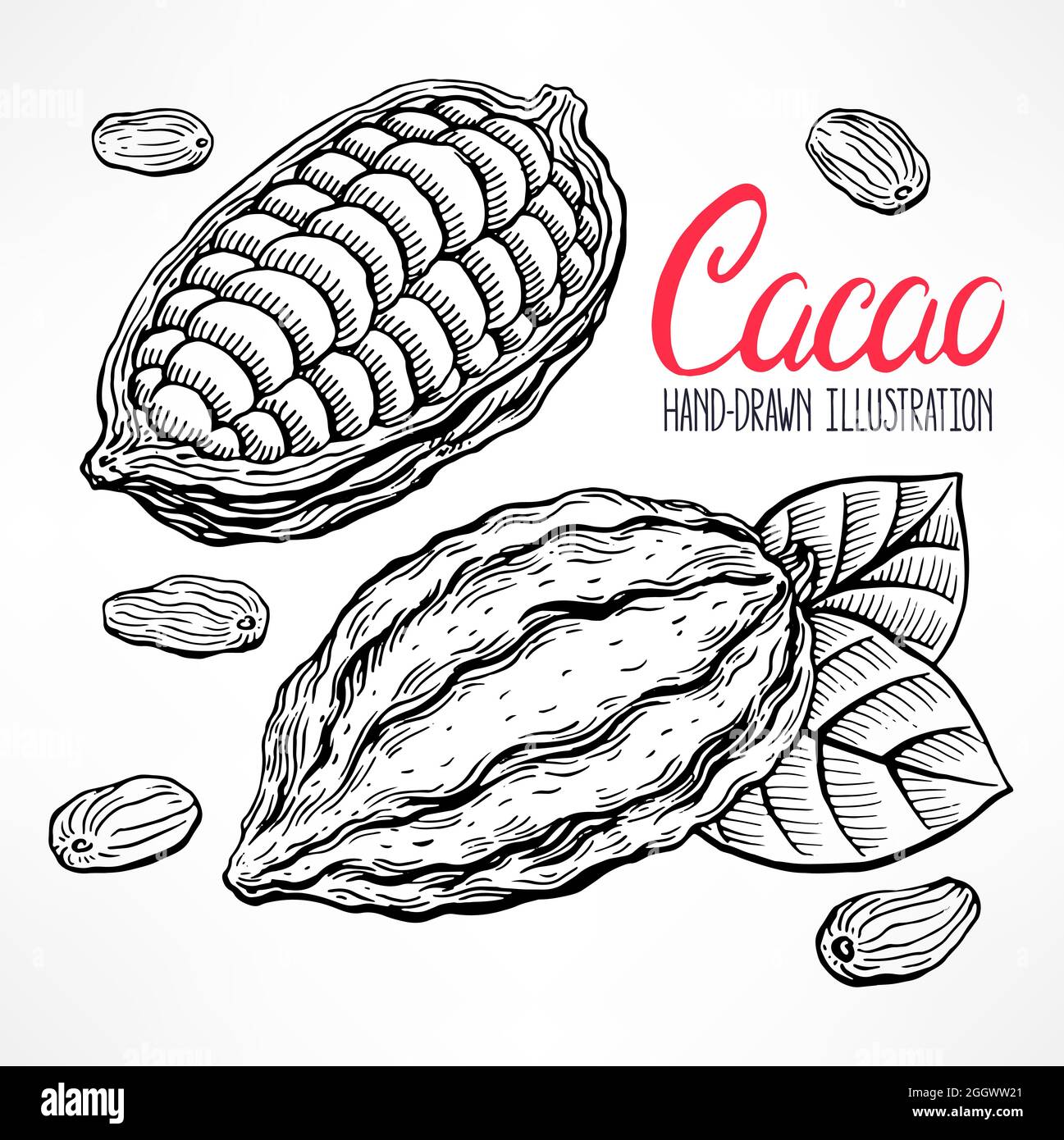 sketch cacao beans, fruit and leaves. hand-drawn illustration Stock ...