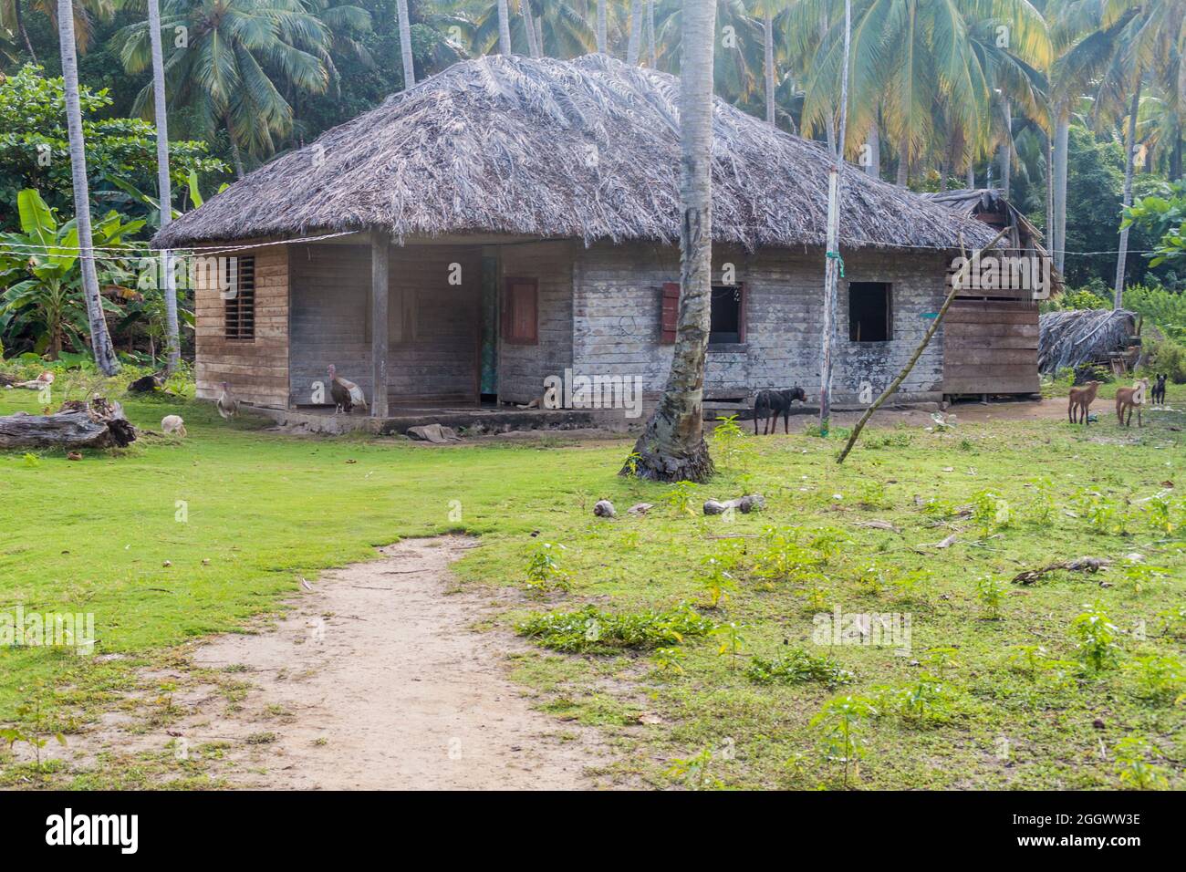 Rural hut with thatched roof Playa Maguana beach near Baracoa, Cuba ...