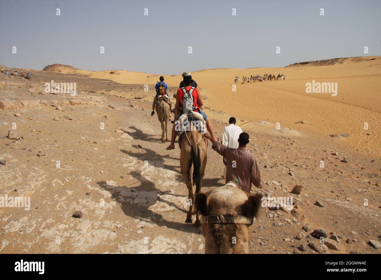 Camels sitting on the ground in the desert, ready to touristic travel ...