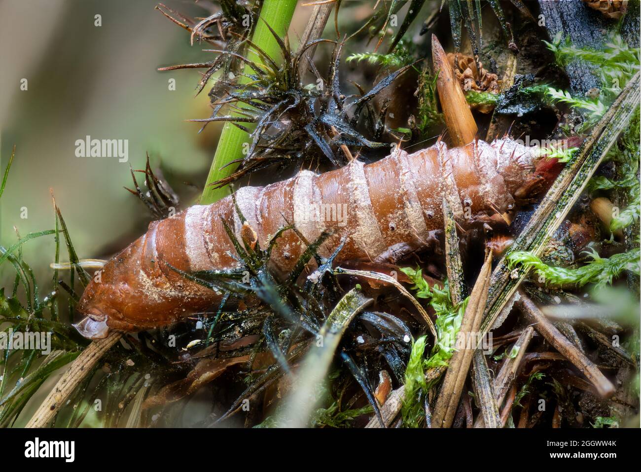 Close-up of an empty moth pupae shell between moss and pine needles ...