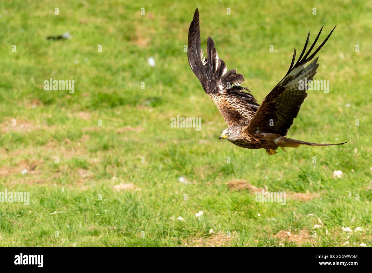 Red Kites at Gigrin Farm Kite Centre Red Kite Feeding Station at ...