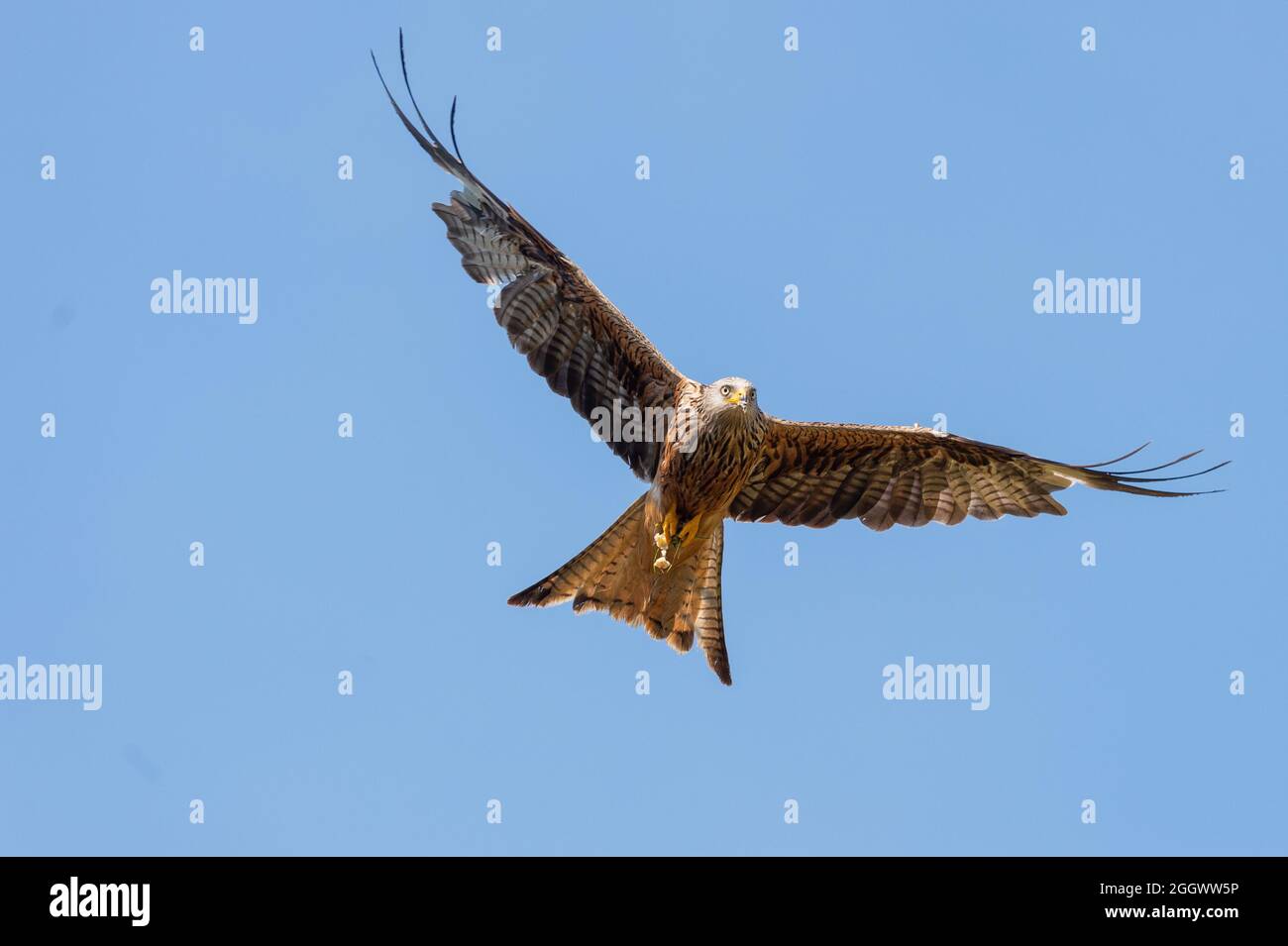 Red Kites at Gigrin Farm Kite Centre Red Kite Feeding Station at ...