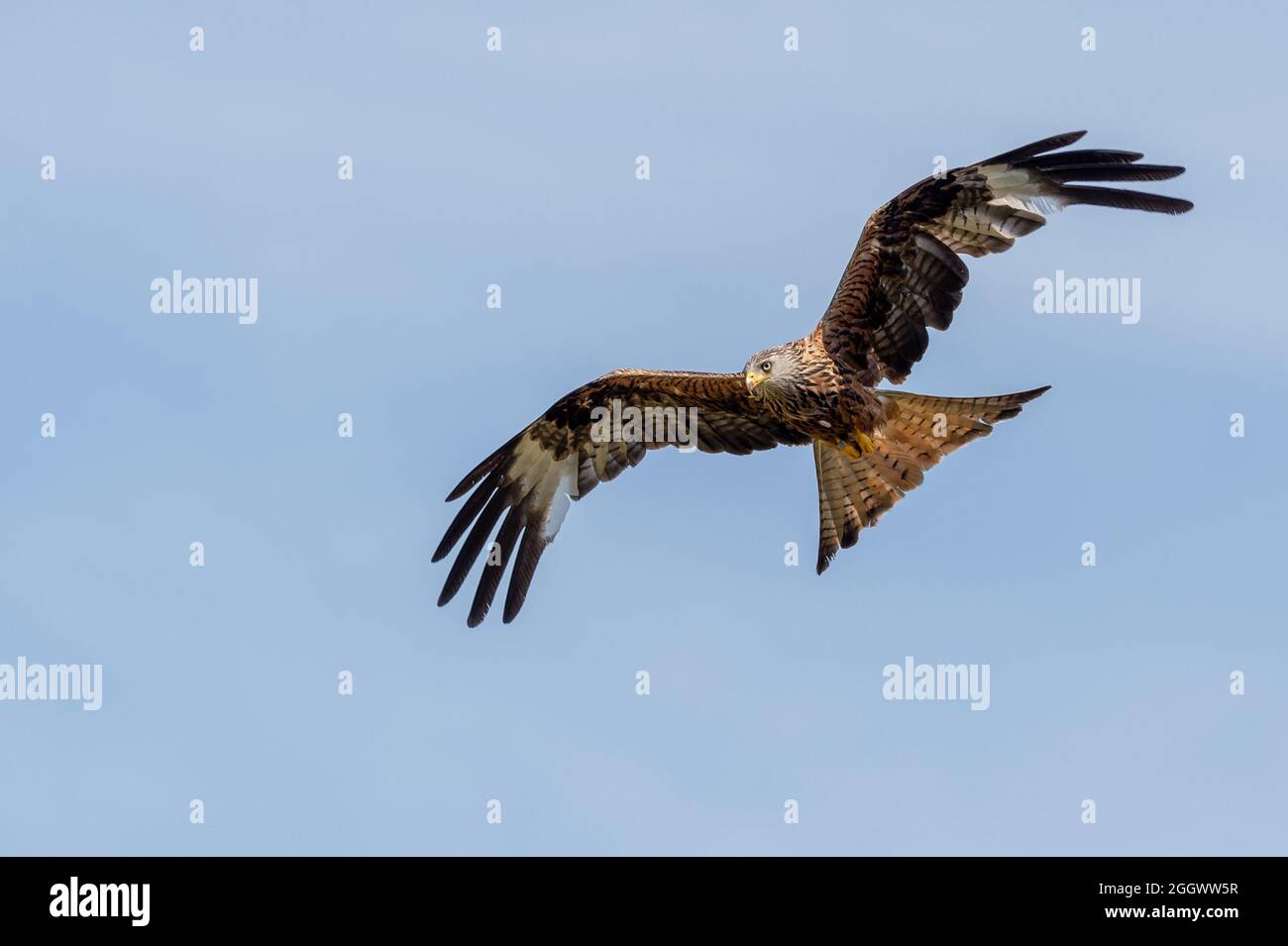 Red Kites at Gigrin Farm Kite Centre Red Kite Feeding Station at ...