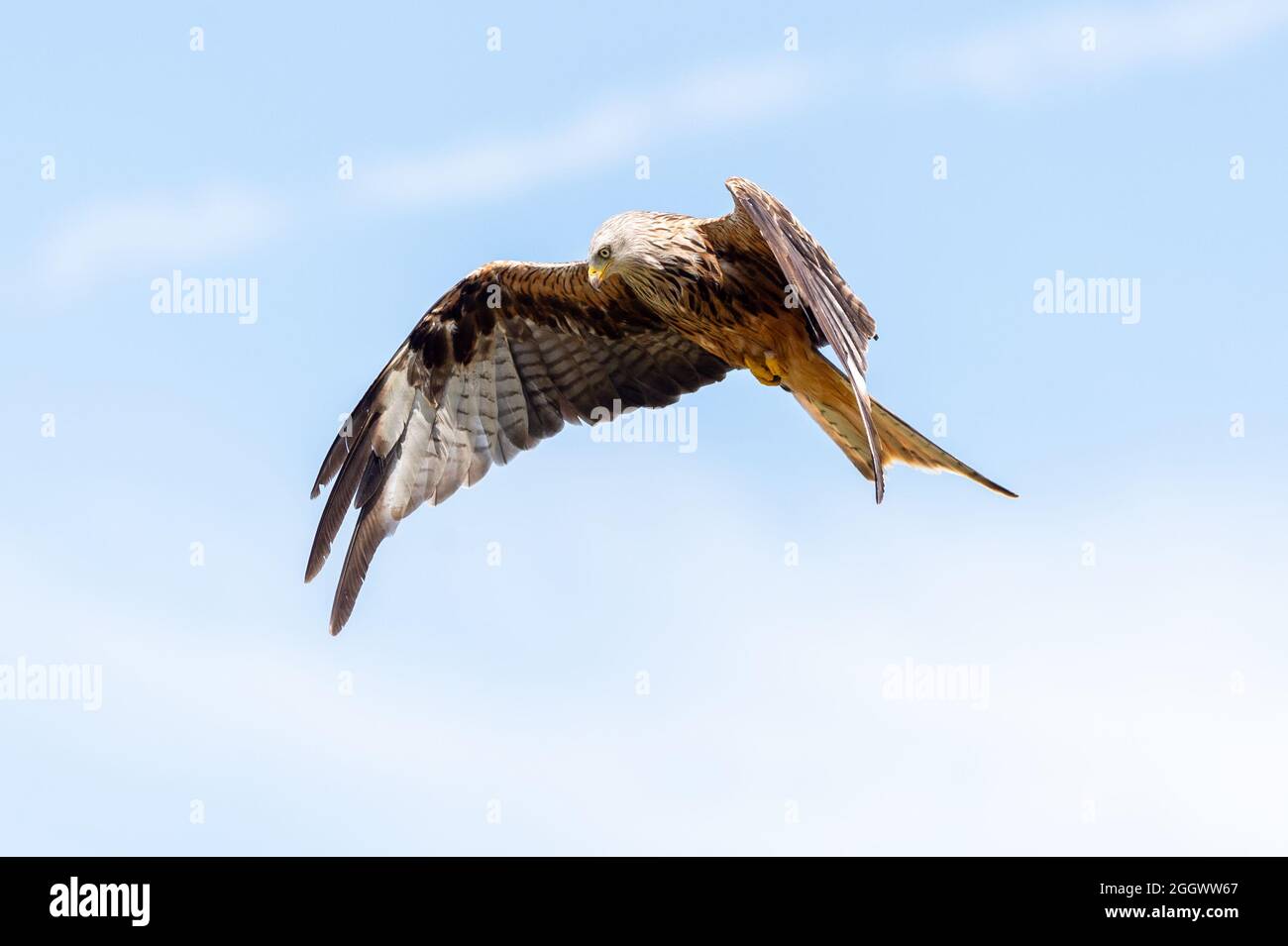 Red Kites at Gigrin Farm Kite Centre Red Kite Feeding Station at ...
