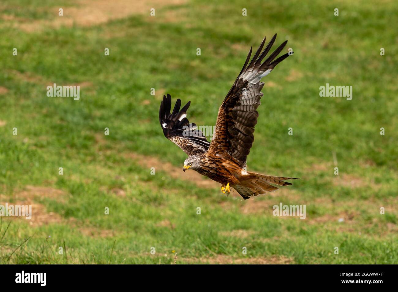 Red Kites at Gigrin Farm Kite Centre Red Kite Feeding Station at ...